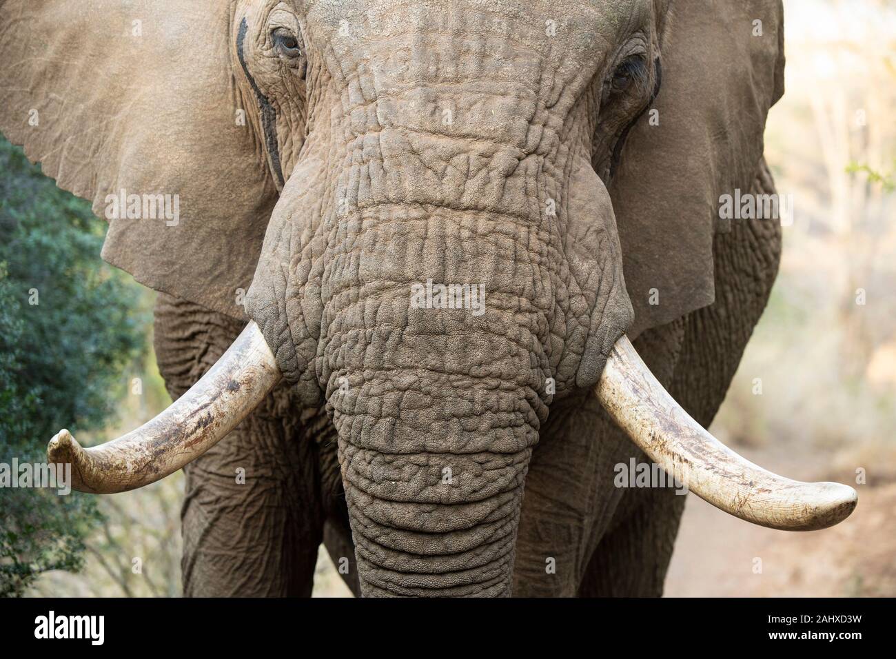 African elephant bull, Loxodonta africana africana, Manyoni Game ...