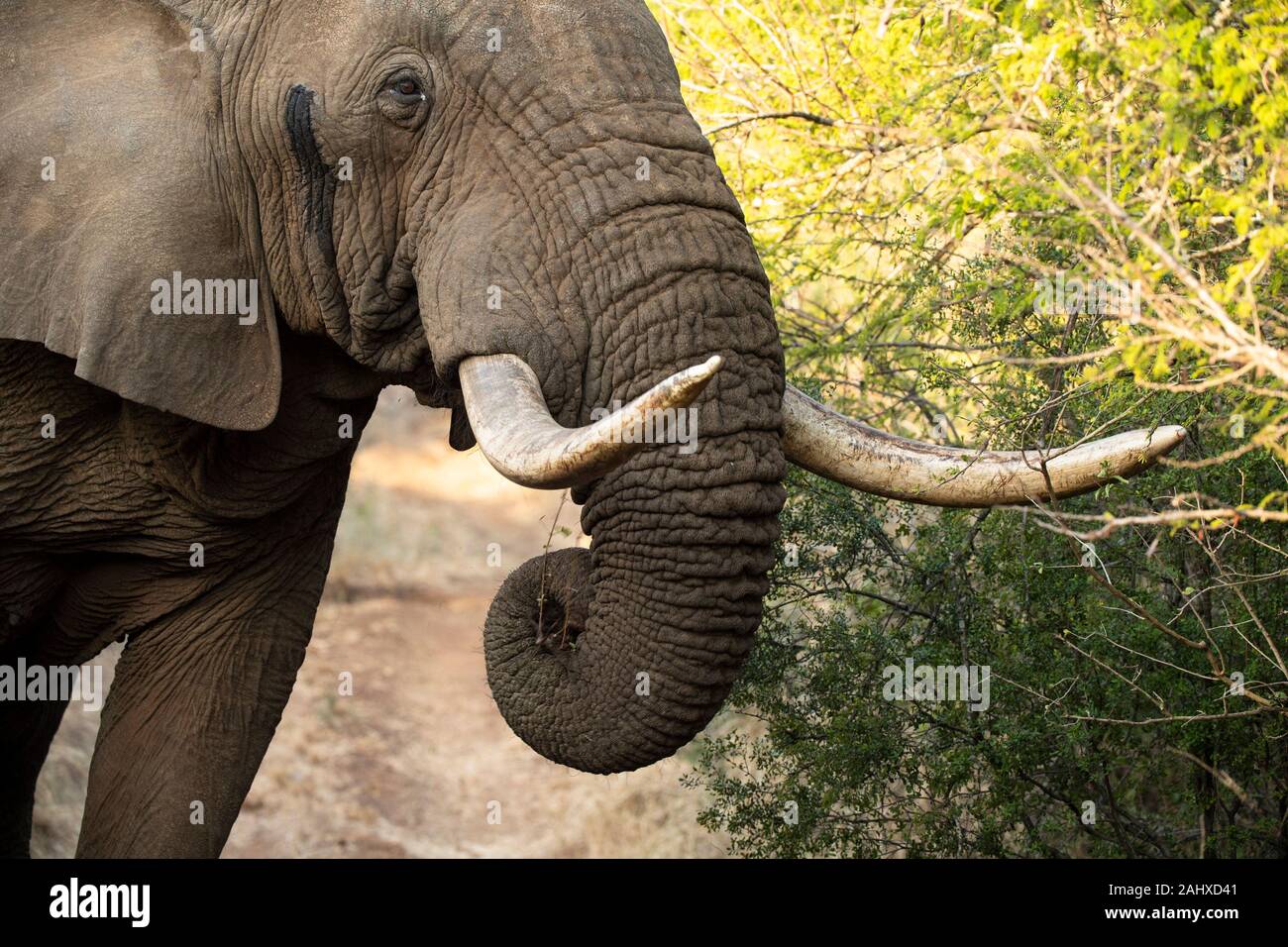 African elephant bull, Loxodonta africana africana, Manyoni Game ...