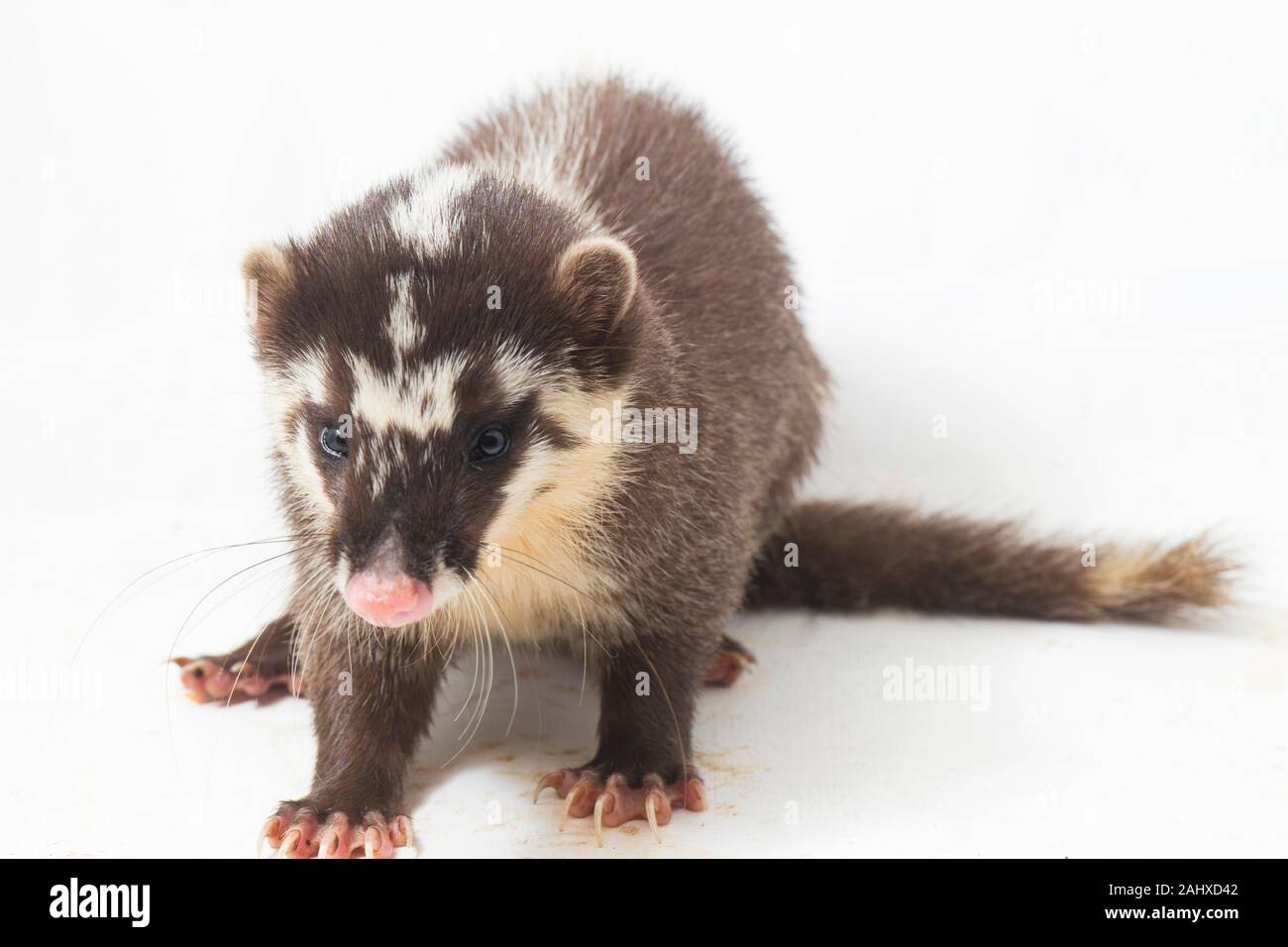 The Javan ferret-badger (Melogale orientalis) is a mustelid endemic to ...