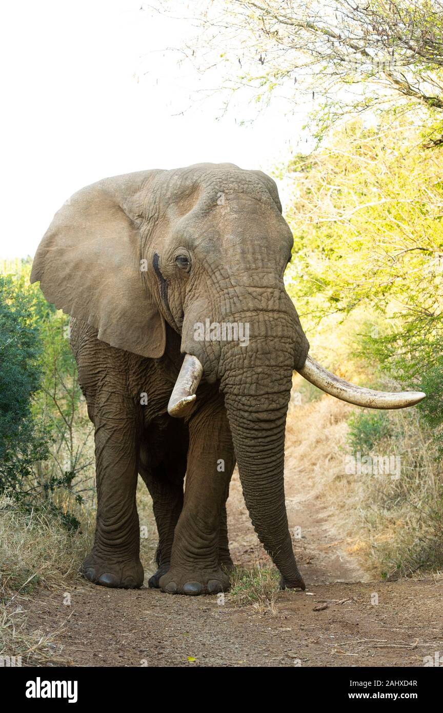 African elephant bull, Loxodonta africana africana, Manyoni Game ...
