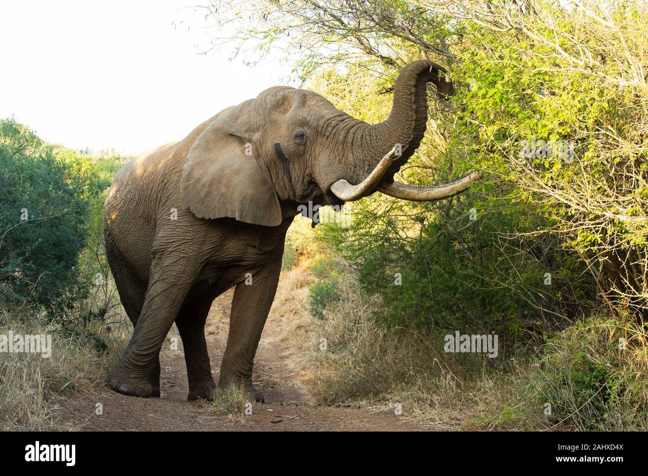 African elephant bull, Loxodonta africana africana, Manyoni Game ...