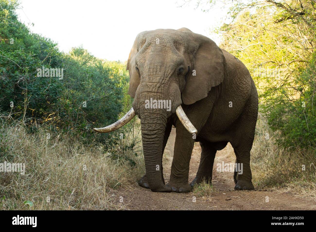 African elephant bull, Loxodonta africana africana, Manyoni Game ...