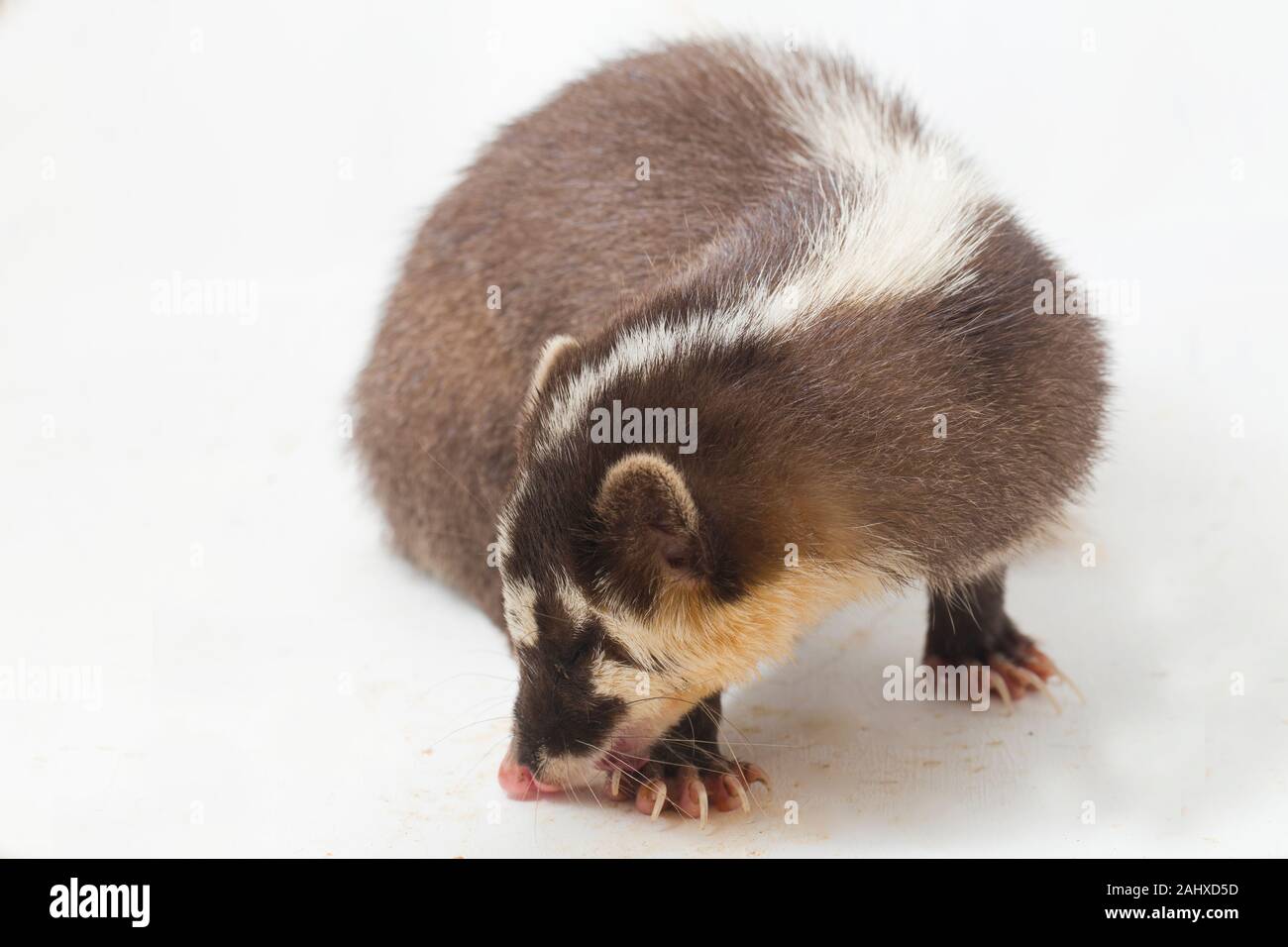 The Javan ferret-badger (Melogale orientalis) is a mustelid endemic to ...