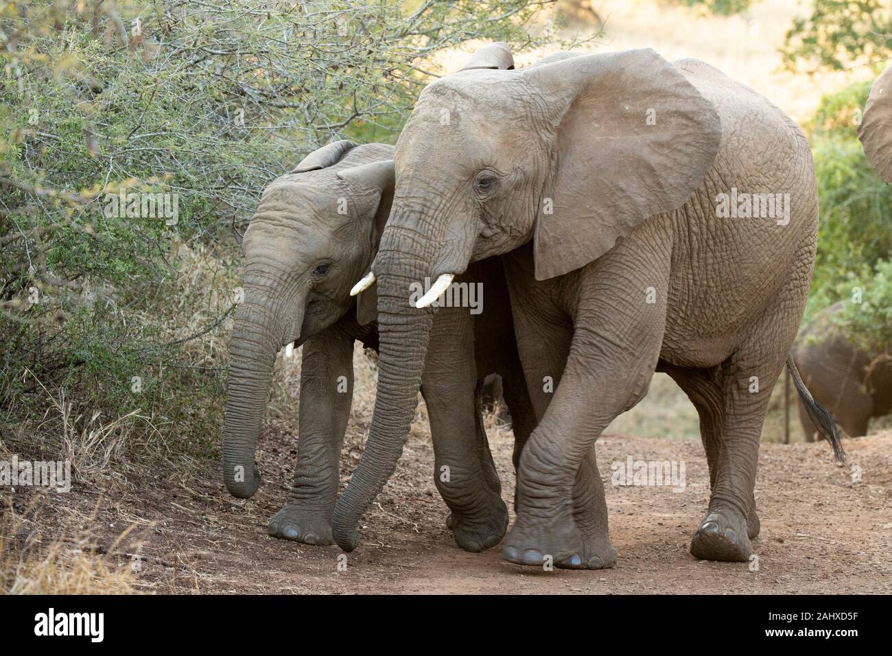 Manyoni hi-res stock photography and images - Alamy