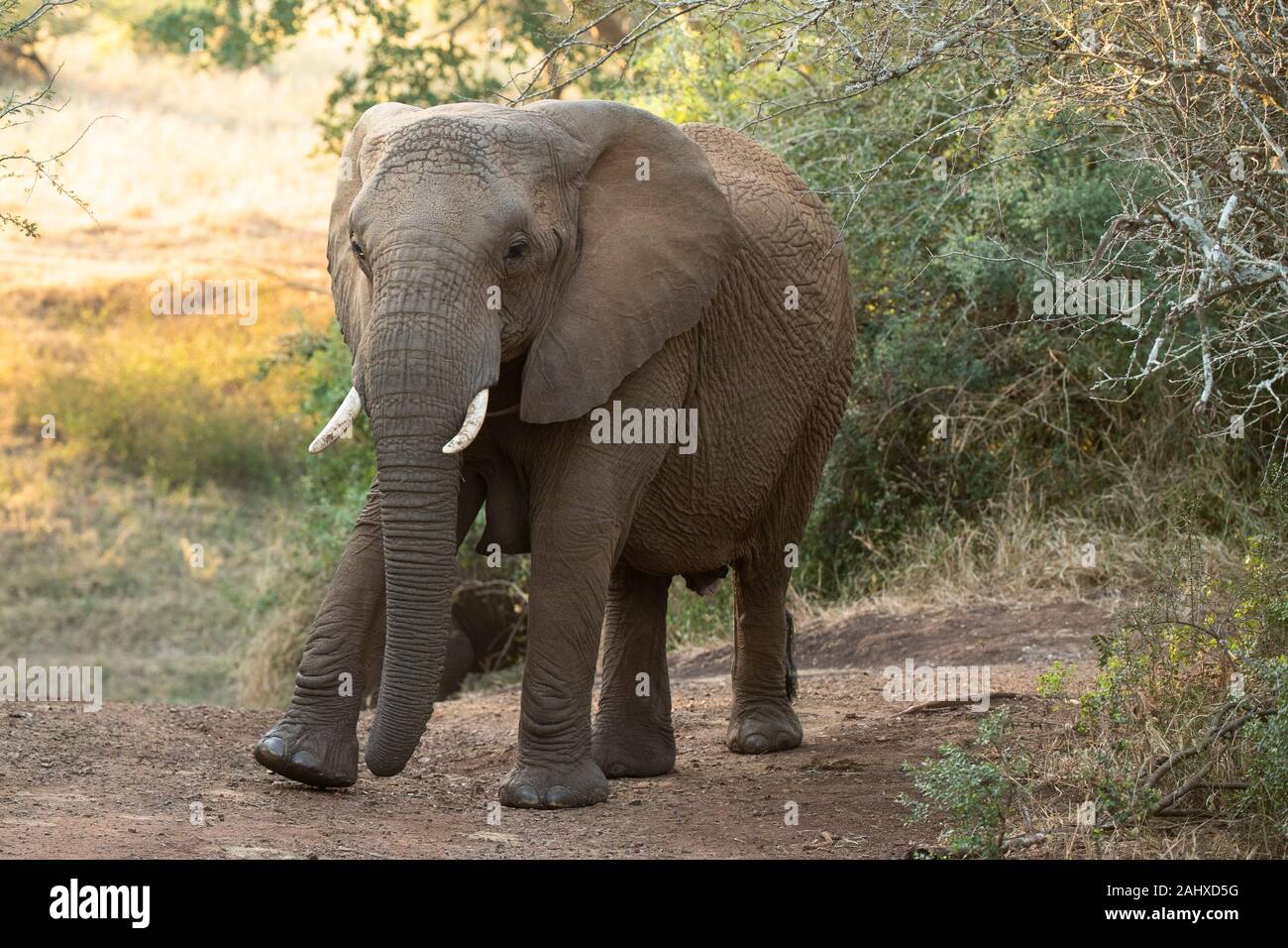 African elephant, Loxodonta africana africana, Manyoni Game Reserve ...