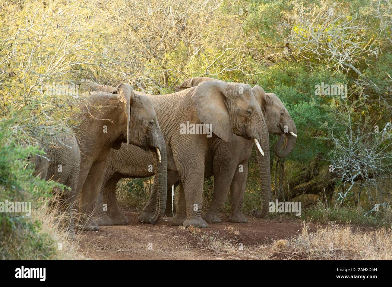 African elephant, Loxodonta africana africana, Manyoni Game Reserve ...