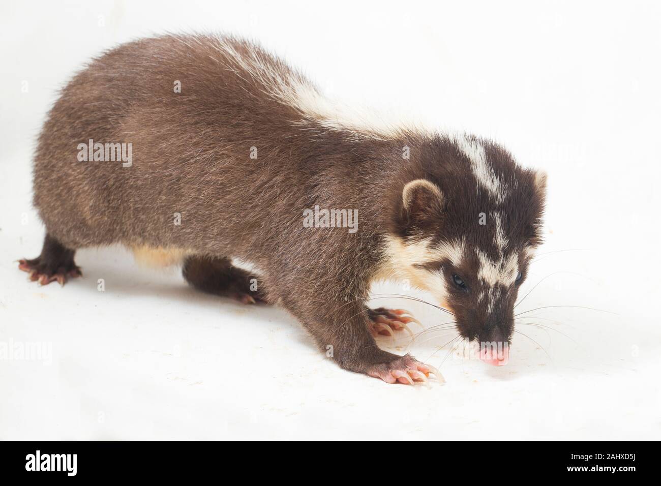 The Javan ferret-badger (Melogale orientalis) is a mustelid endemic to ...