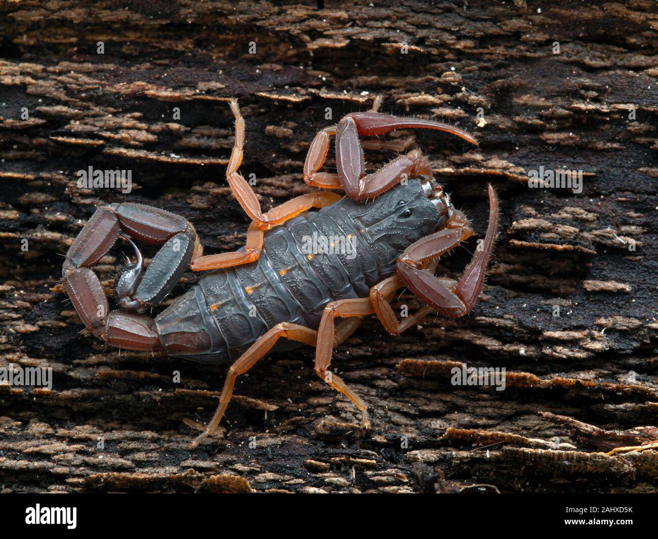 juvenile brown bark scorpion, Centruroides gracilis, on bark, from ...