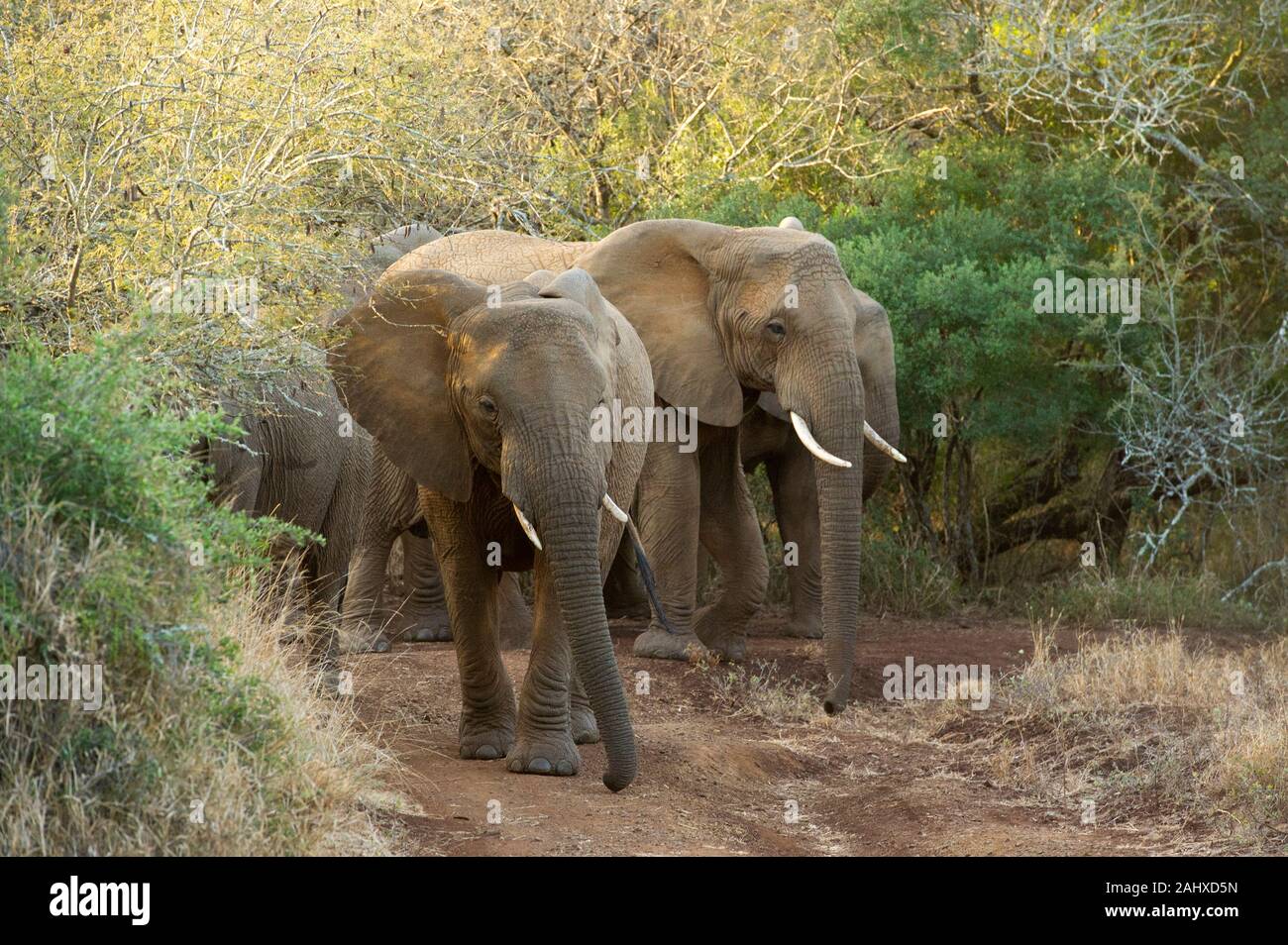 African elephant, Loxodonta africana africana, Manyoni Game Reserve ...