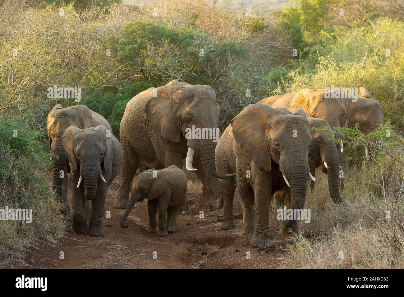 African elephant herd hi-res stock photography and images - Alamy