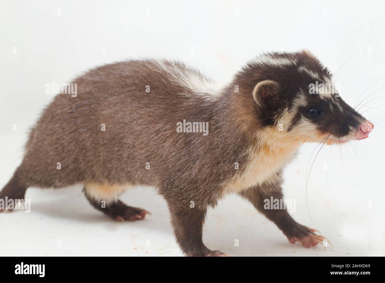The Javan ferret-badger (Melogale orientalis) is a mustelid endemic to ...