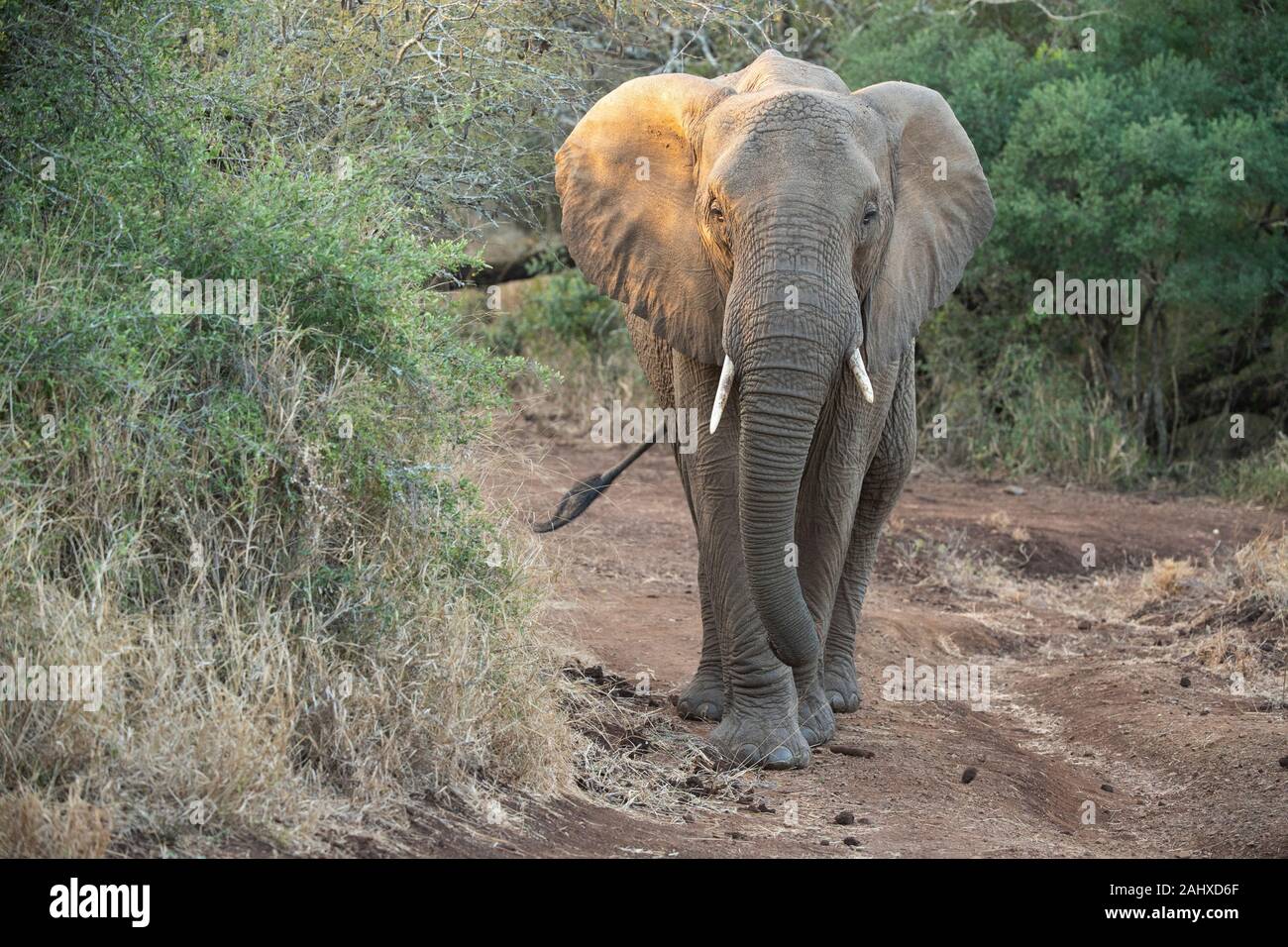 African elephant, Loxodonta africana africana, Manyoni Game Reserve ...