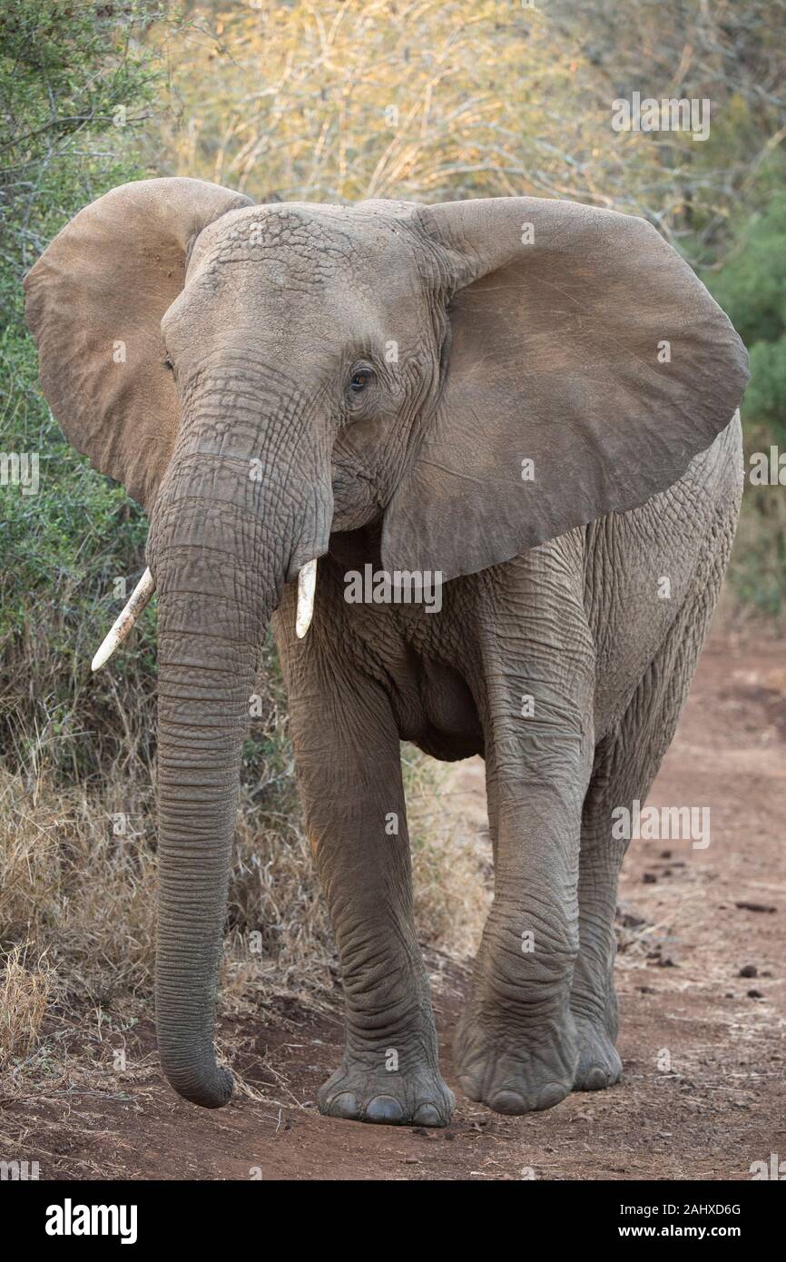 African elephant, Loxodonta africana africana, Manyoni Game Reserve ...