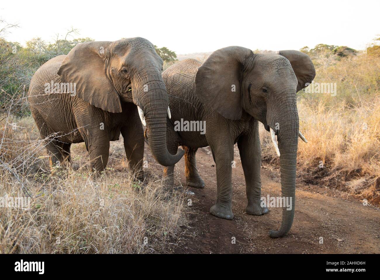African elephant, Loxodonta africana africana, Manyoni Game Reserve ...