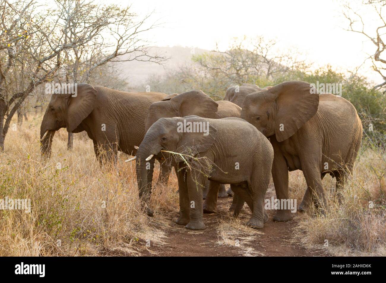 Manyoni hi-res stock photography and images - Alamy
