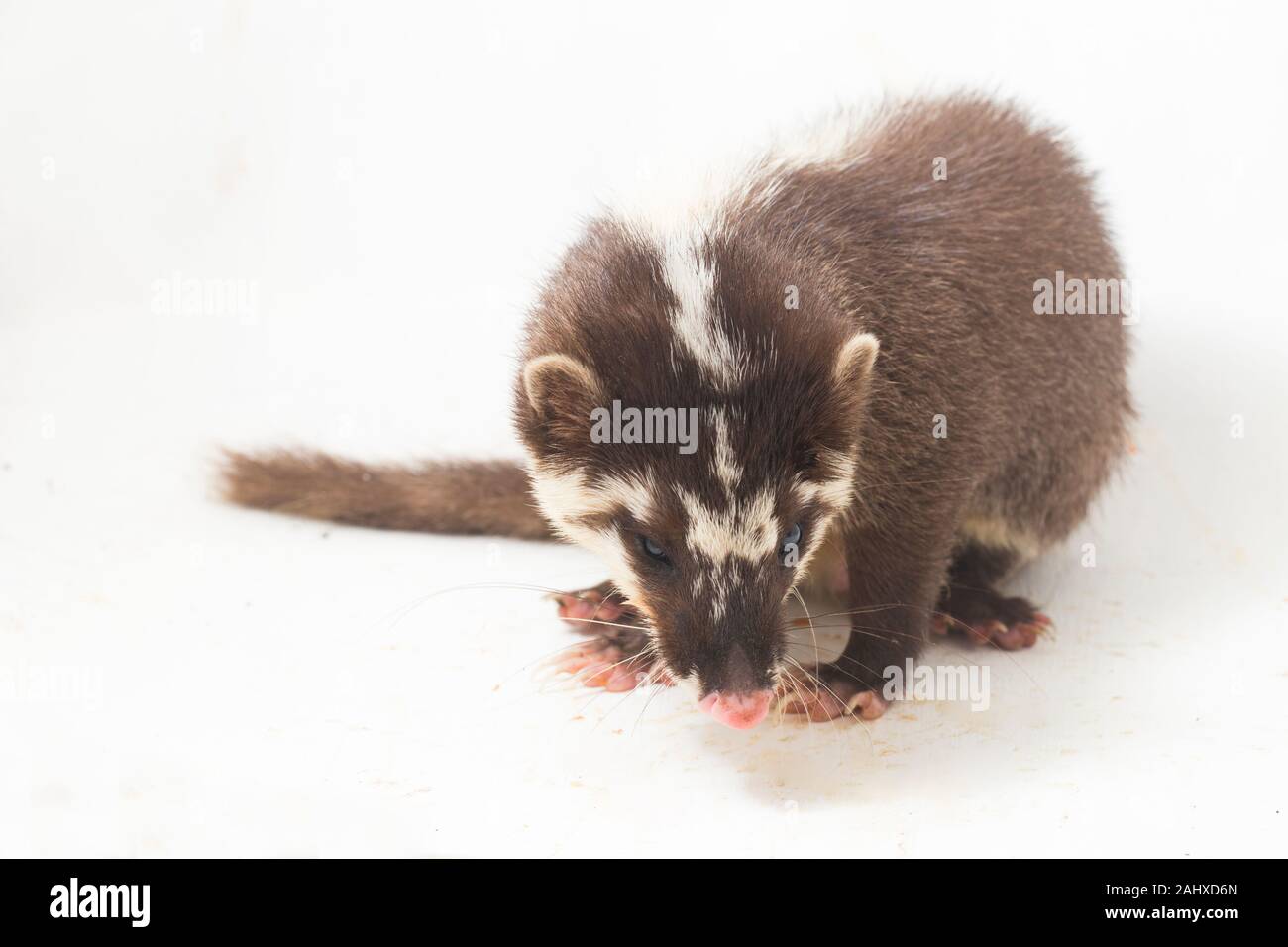 The Javan ferret-badger (Melogale orientalis) is a mustelid endemic to ...