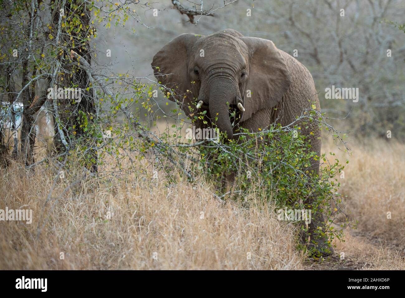 African elephant, Loxodonta africana africana, Manyoni Game Reserve ...
