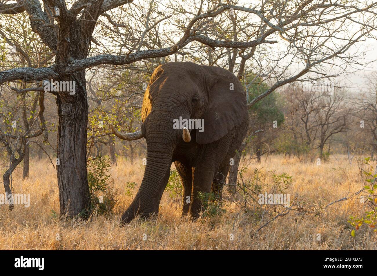African elephant bull, Loxodonta africana africana, Manyoni Game ...