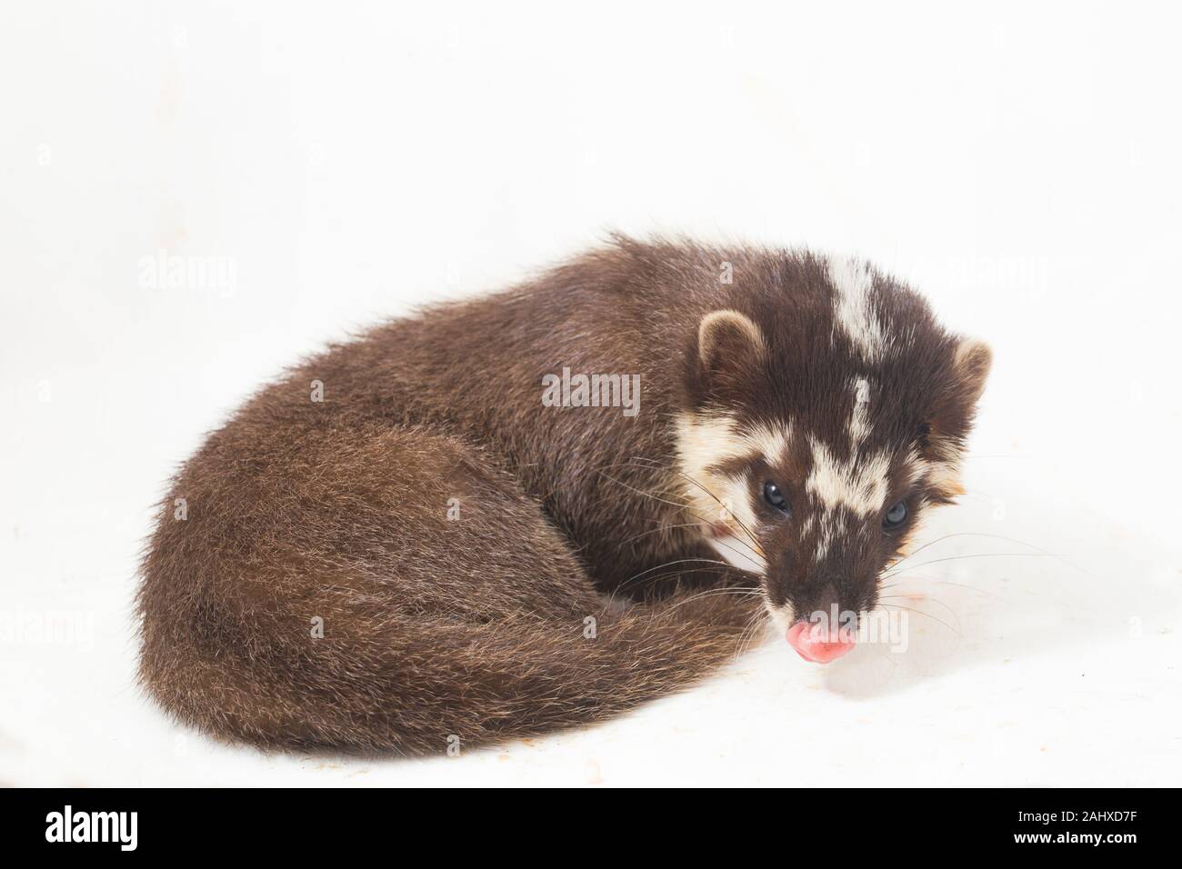 Melogale hi-res stock photography and images - Alamy