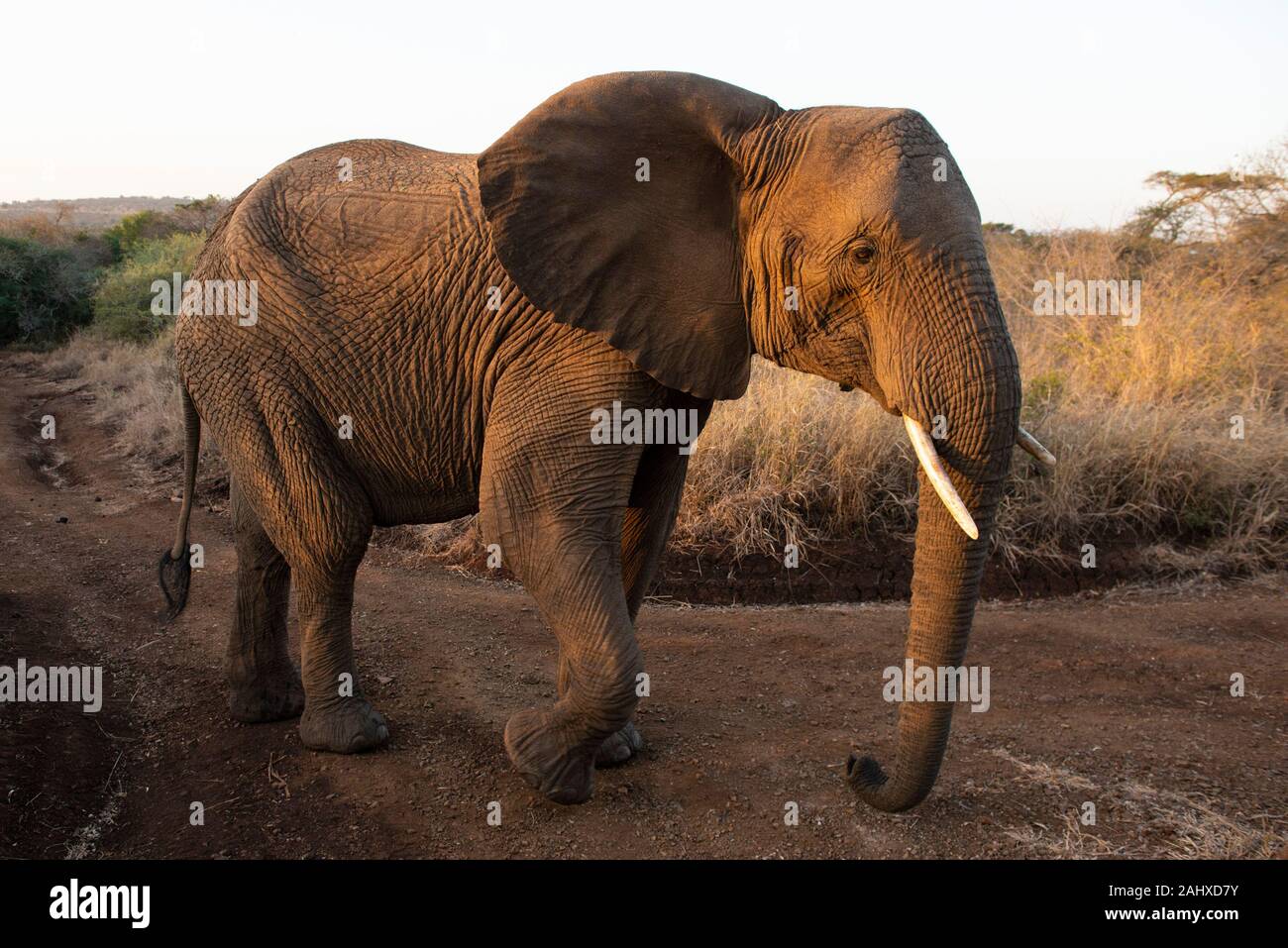 African elephant elephant hi-res stock photography and images - Alamy