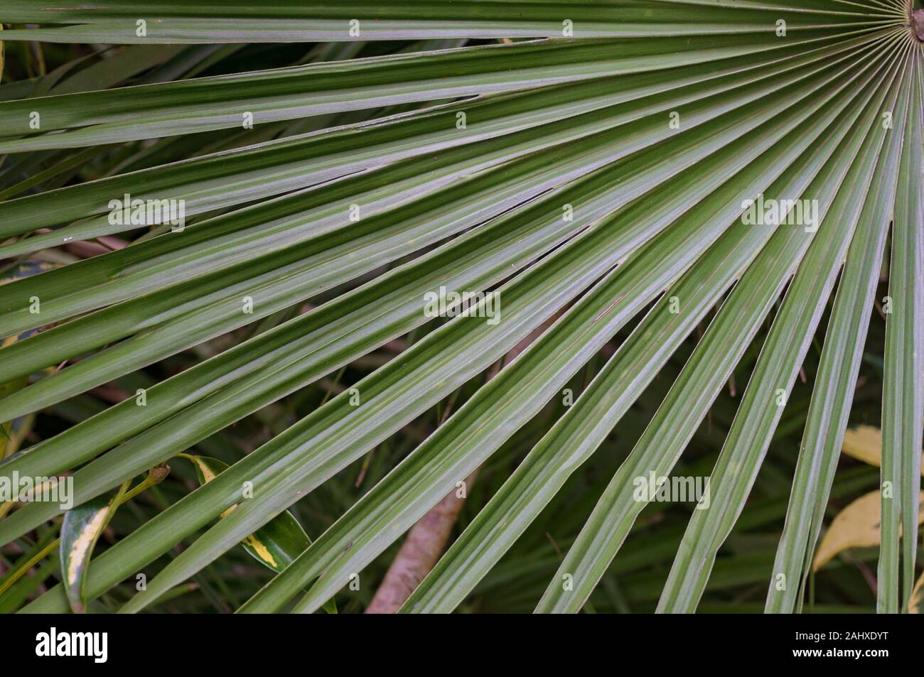 Palm tree leaf close up. Tropical nature background Stock Photo - Alamy