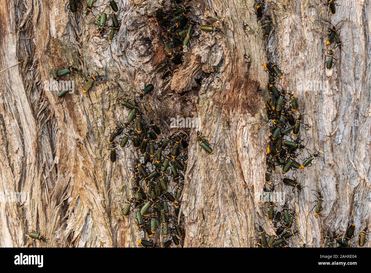 Plague soldier beetles hi-res stock photography and images - Alamy