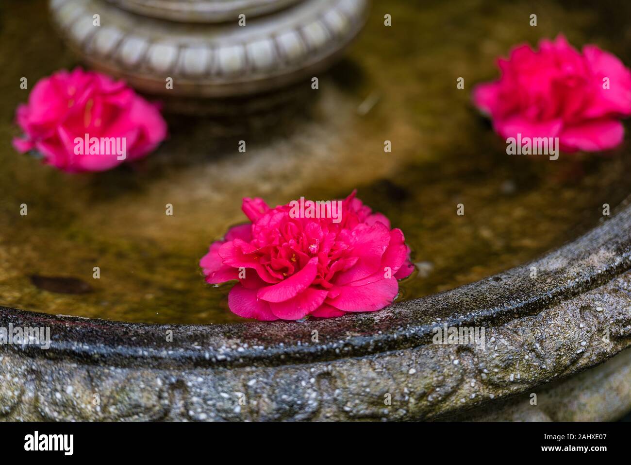 Bright pink Japanese Camellia flowers floating in water fountain Stock ...