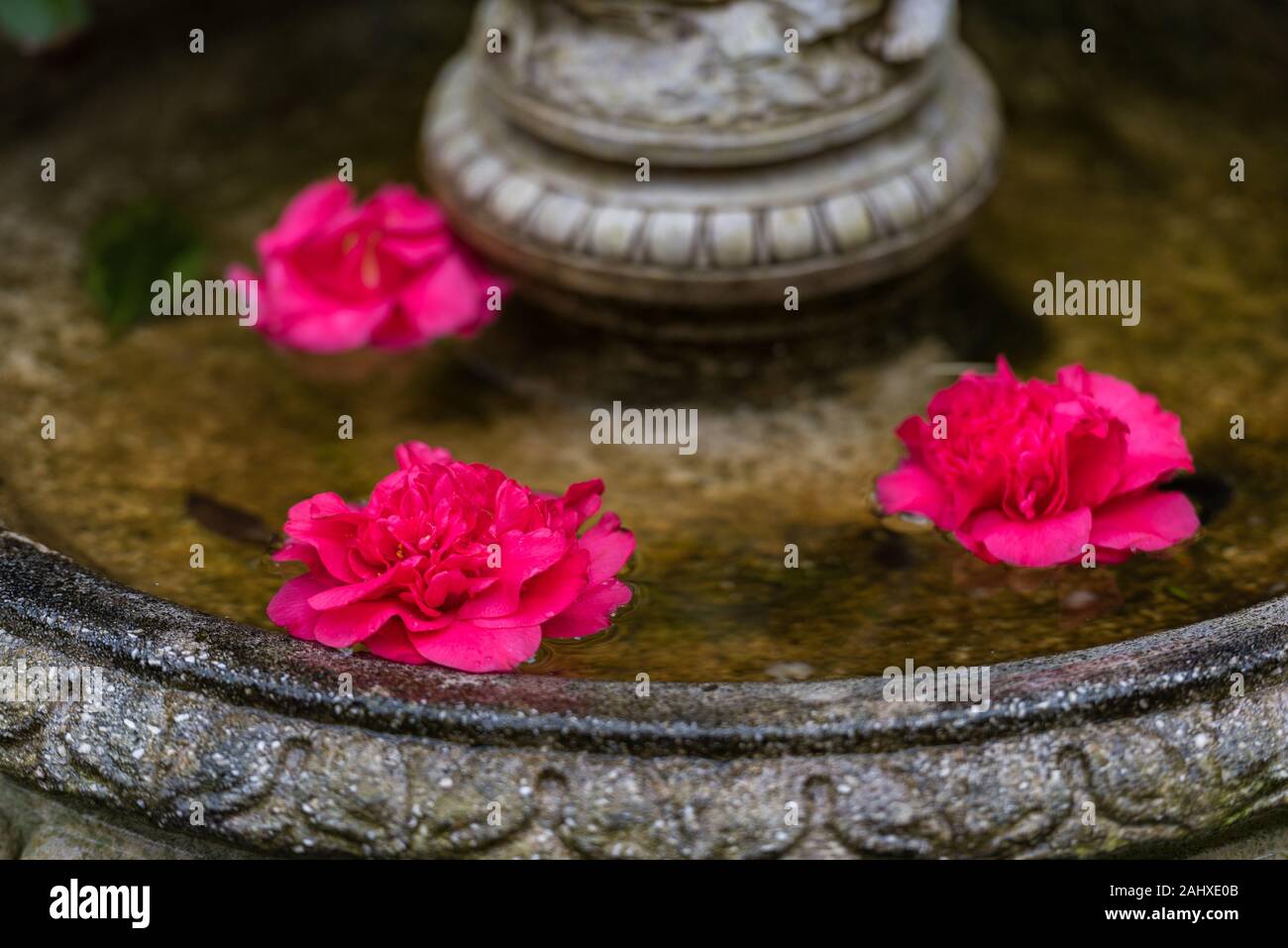 Bright pink Japanese Camellia, rose flowers floating in water fountain ...