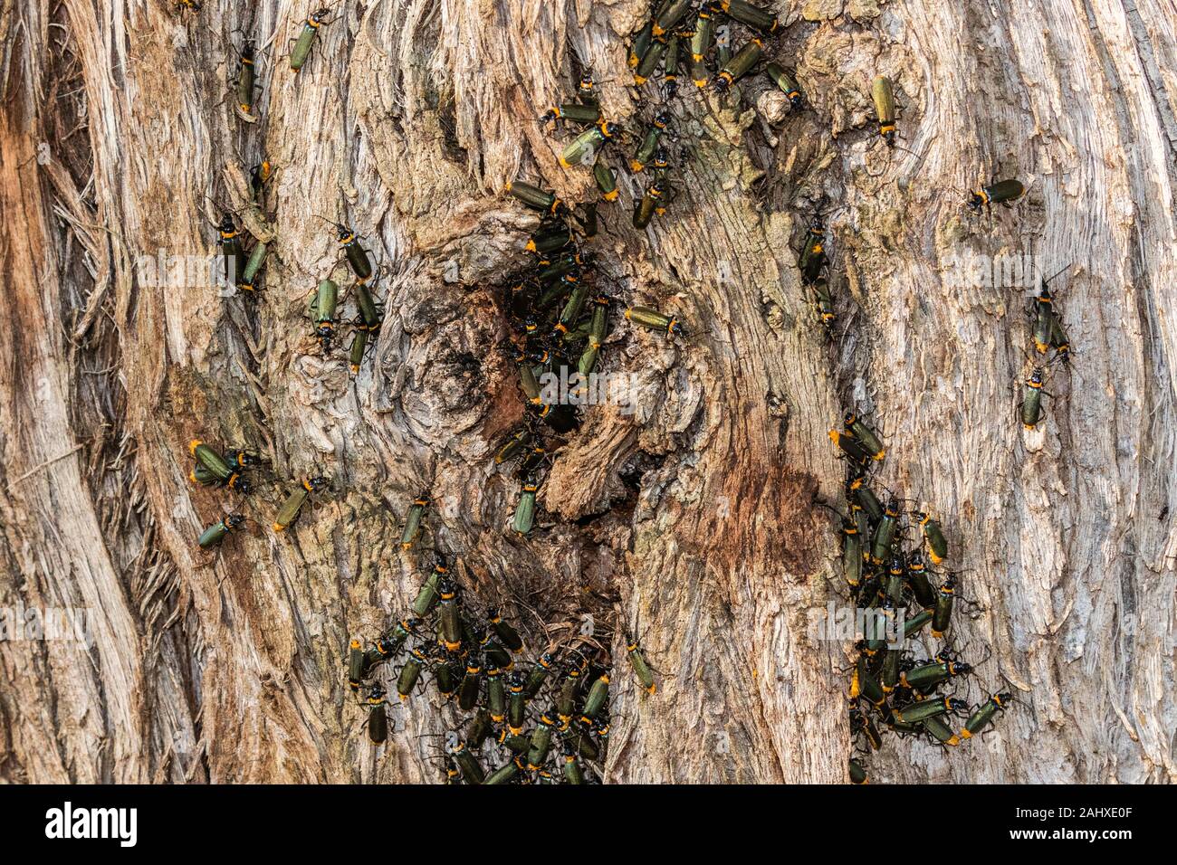 Plague soldier beetles hi-res stock photography and images - Alamy