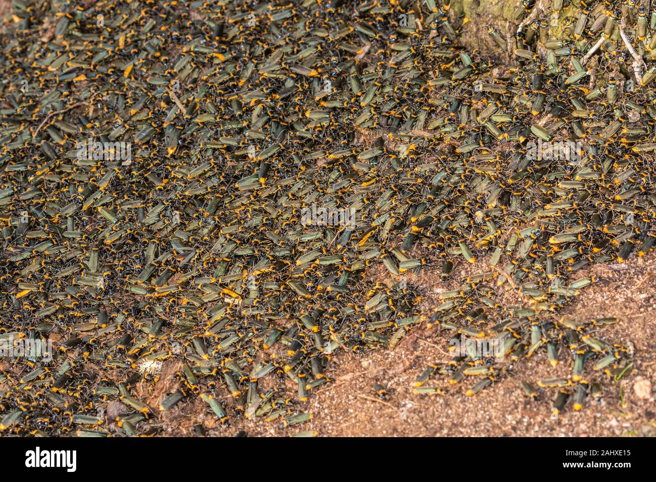 Plague Soldier Beetles massing on a tree at Hughes-Garran, ACT ...