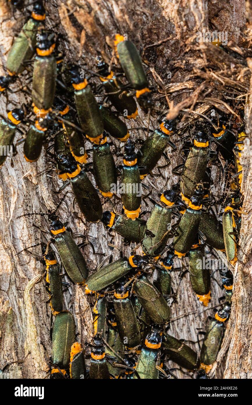 Plague soldier beetles hi-res stock photography and images - Alamy