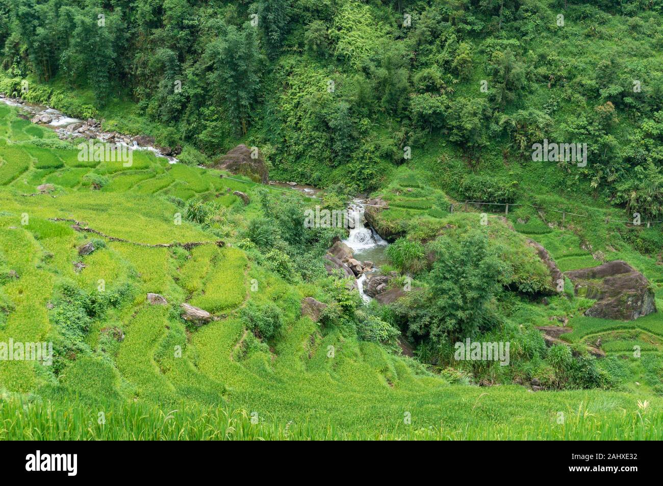 Summer landscape with forest, river and green rice fields, terraces ...