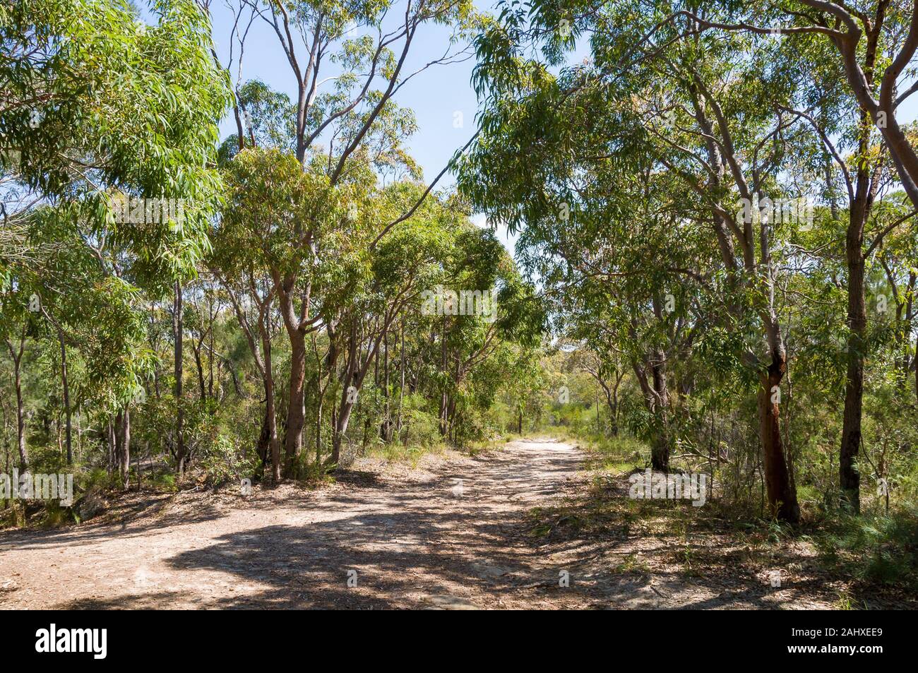 Wide dirt road in the eucalyptus forest. Hiking path and fire trail ...