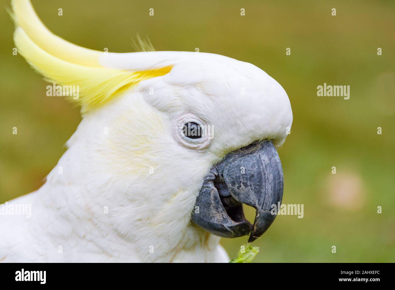 Cockatoo close up profile view portrait. Wild bird background Stock ...