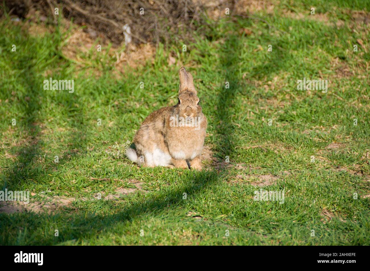 Wild rabbit sitting in green grass lawn Stock Photo - Alamy