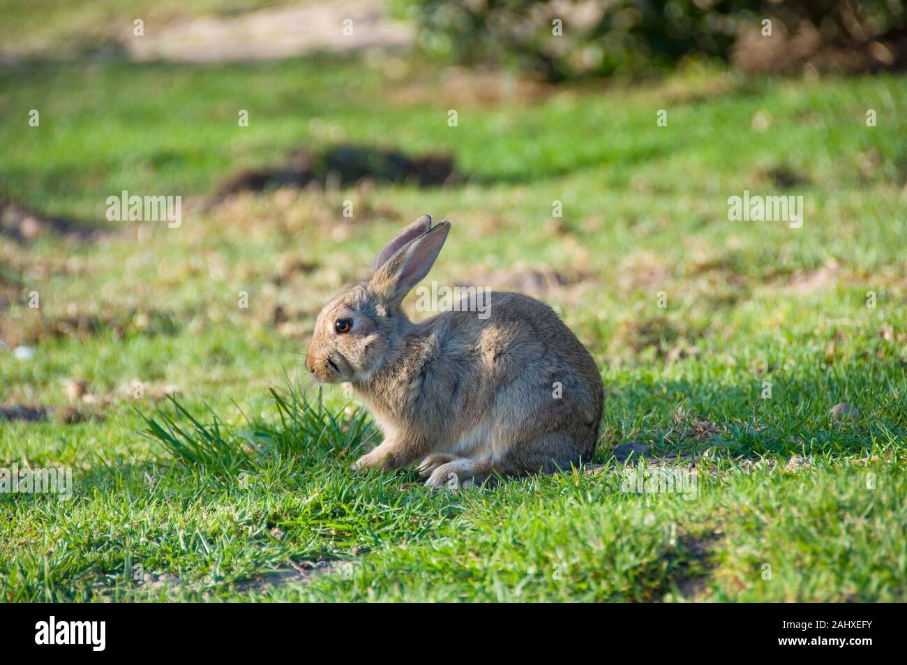 Little rabbit with brown eyes sitting on green grass background Stock ...