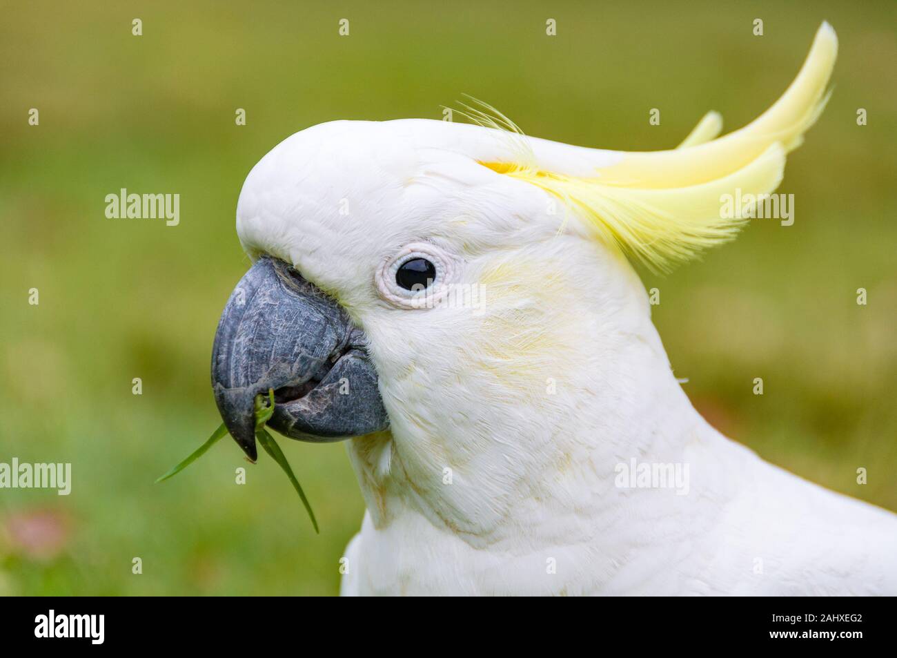 Curious looking grass eating white cockatoo close up Stock Photo - Alamy