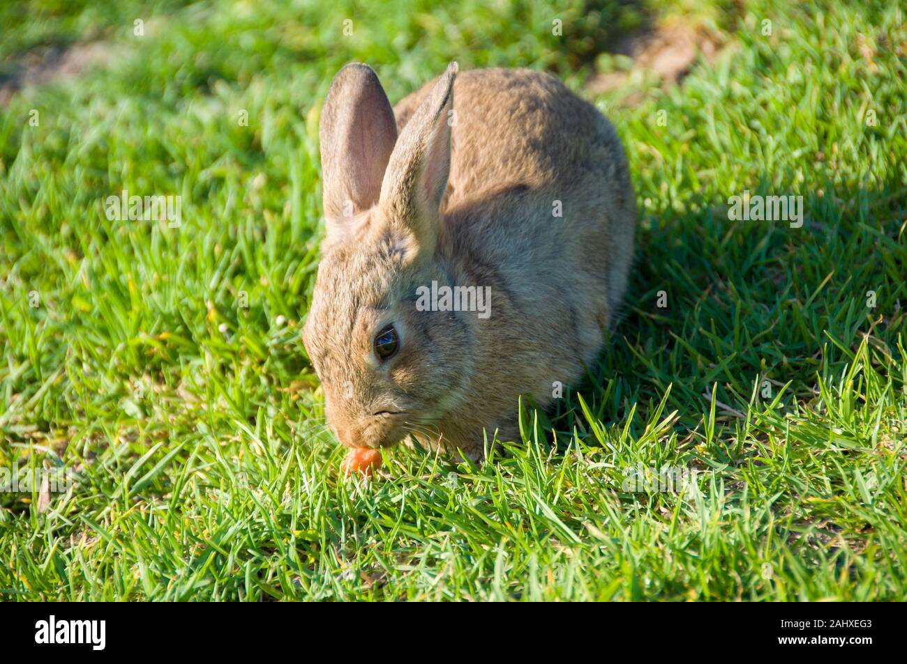 Bunny eating plant hi-res stock photography and images - Alamy