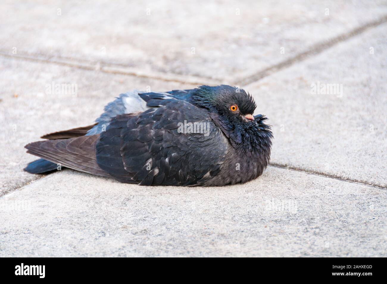 Common pigeon, dove bird sitting on the pavement Stock Photo - Alamy