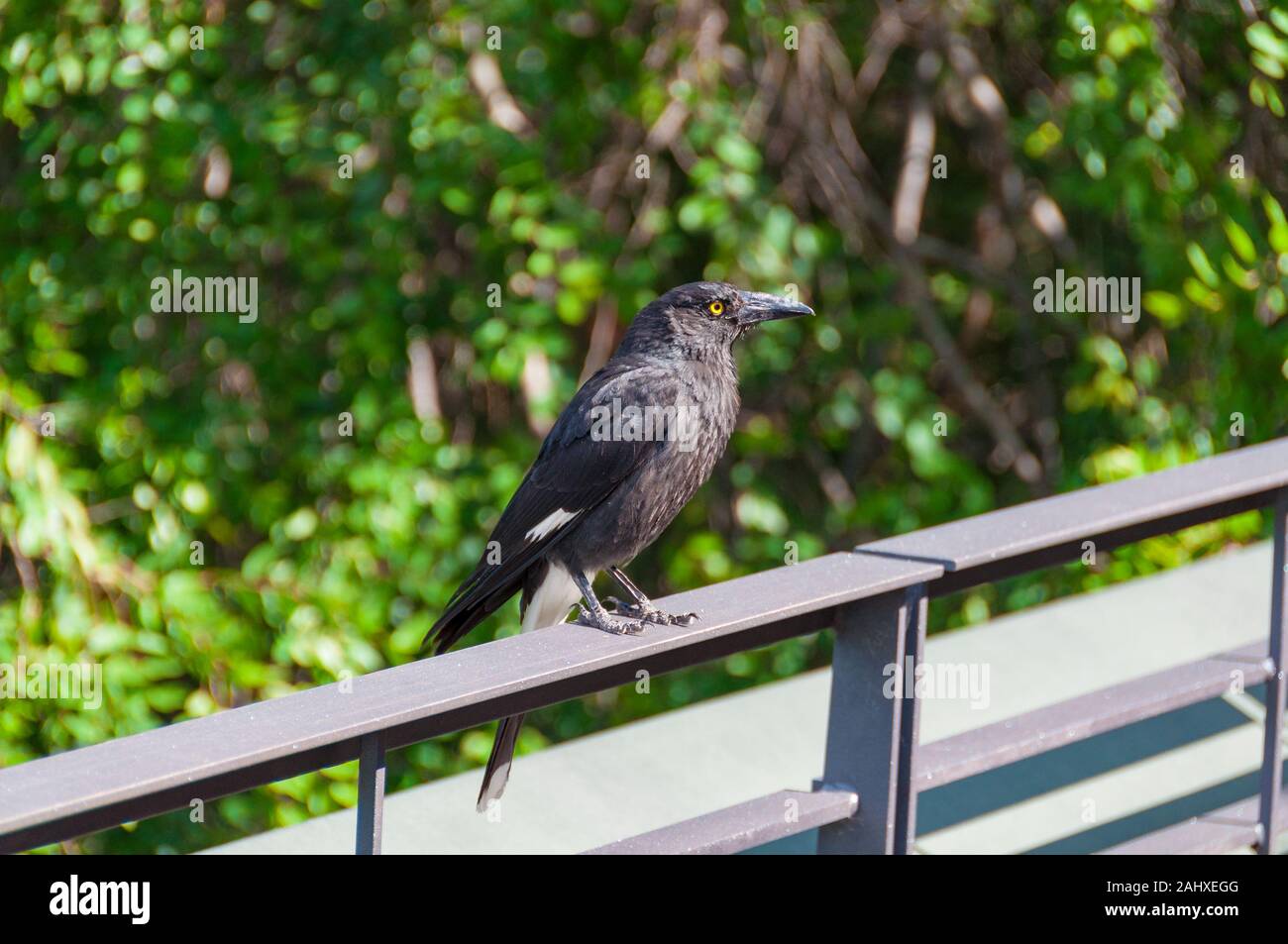 Currawong bird hi-res stock photography and images - Alamy