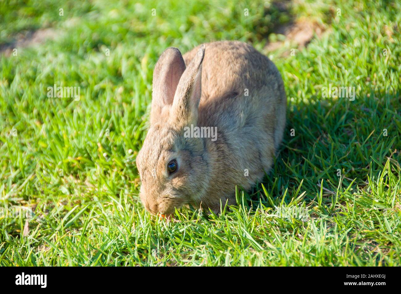 Bunny eating plant hi-res stock photography and images - Alamy