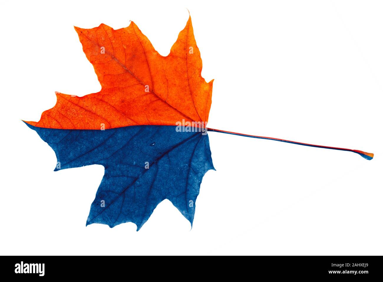 Red blue maple leaf on a white background Stock Photo - Alamy