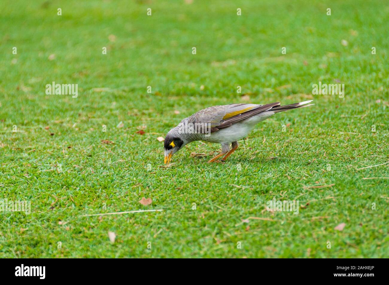 Indian Myna bird feeding on green lawn. Nature background Stock Photo ...
