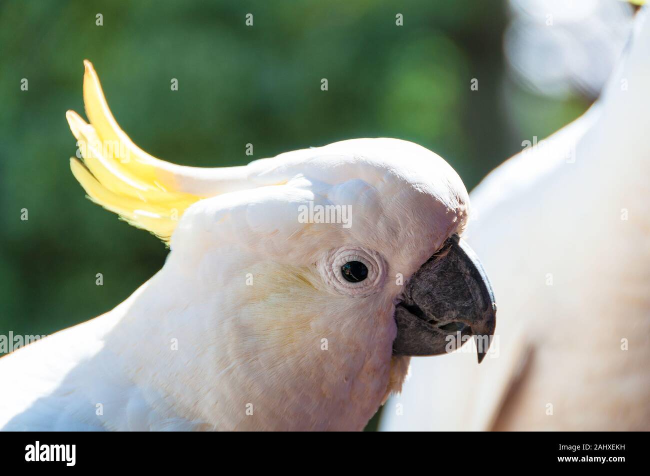 Australian sulphur crested cockatoo bird close up Stock Photo - Alamy