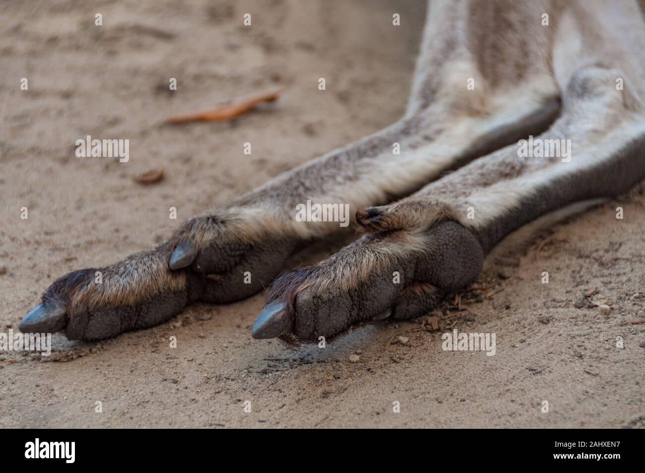 Australian kangaroo hind legs, feet close up Stock Photo - Alamy