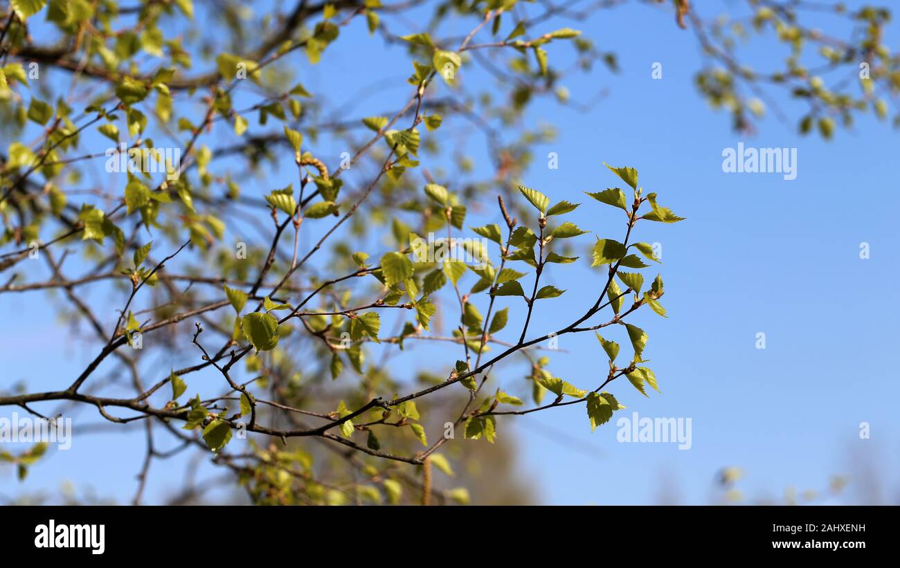 Birch tree branches during early spring. In this photo you can see ...