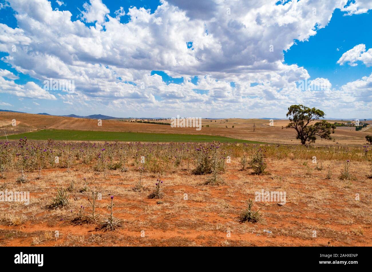 Australian outback landscape of dry pastures and paddocks on sunny day ...