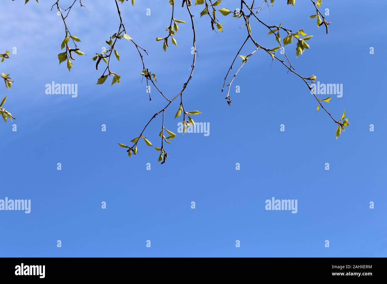 Birch tree branches during early spring. In this photo you can see ...