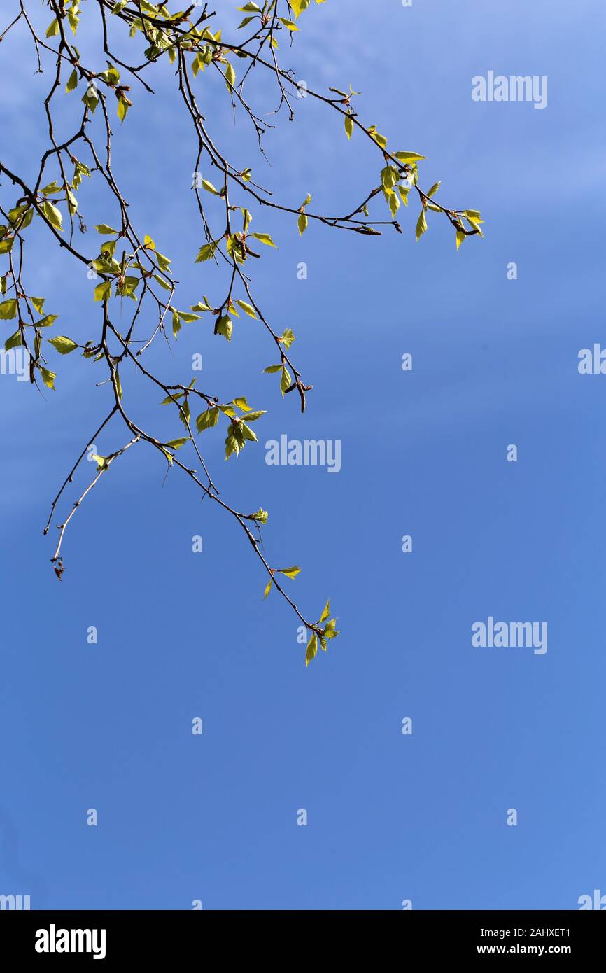 Birch tree branches during early spring. In this photo you can see ...