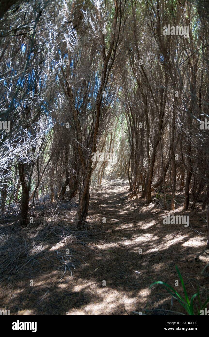 Hiking path among dry bush in the Australian outback. Nature background ...